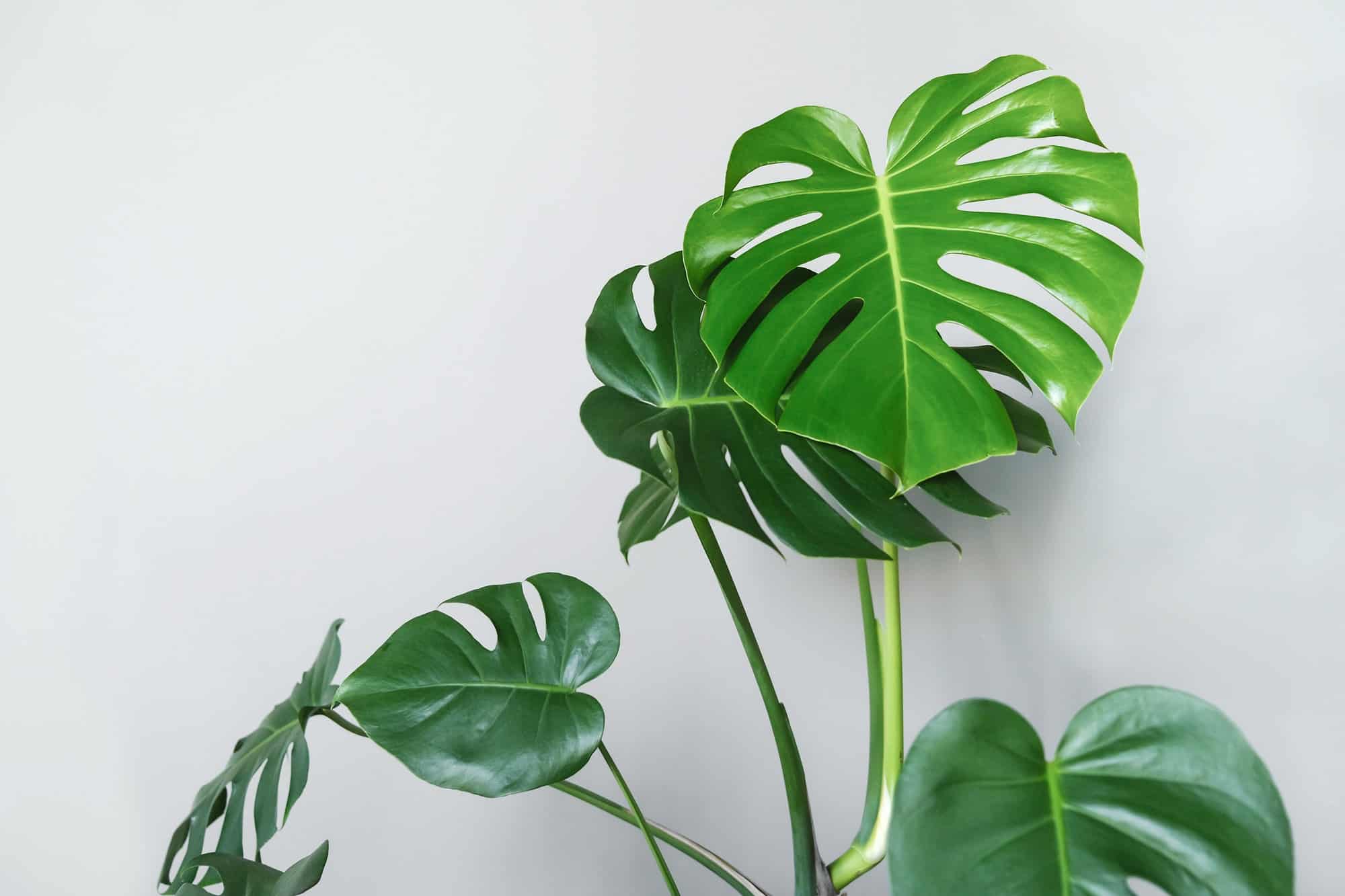Swiss Cheese Plant Care: The Monstera Deliciosa Guide | UnAssaggio