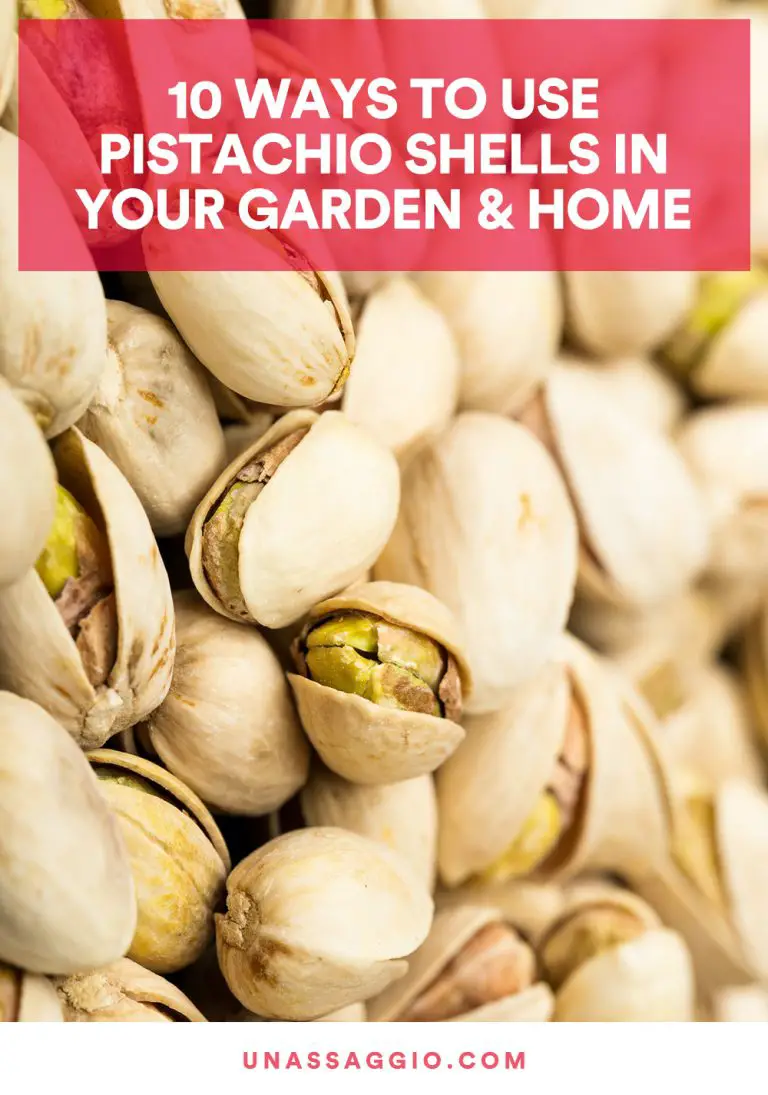 10 Ways To Use Pistachio Shells In Your Garden & Home | UnAssaggio