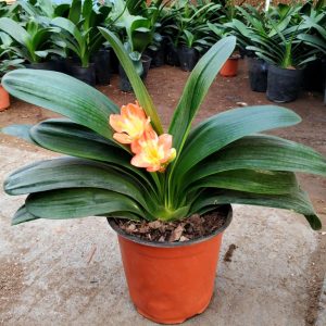 Clivia Plant: The Complete Growth And Care Guide (2021) | UnAssaggio