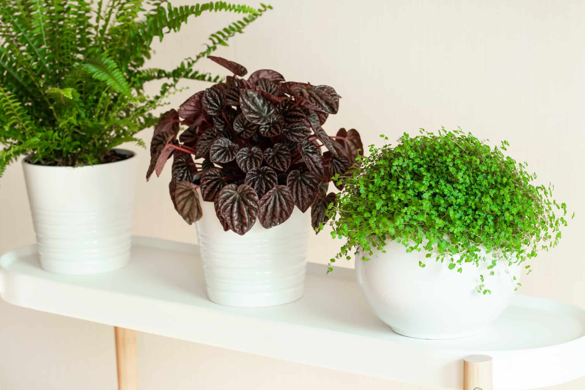 20 Most Colorful Indoor Plants To Get Today | UnAssaggio