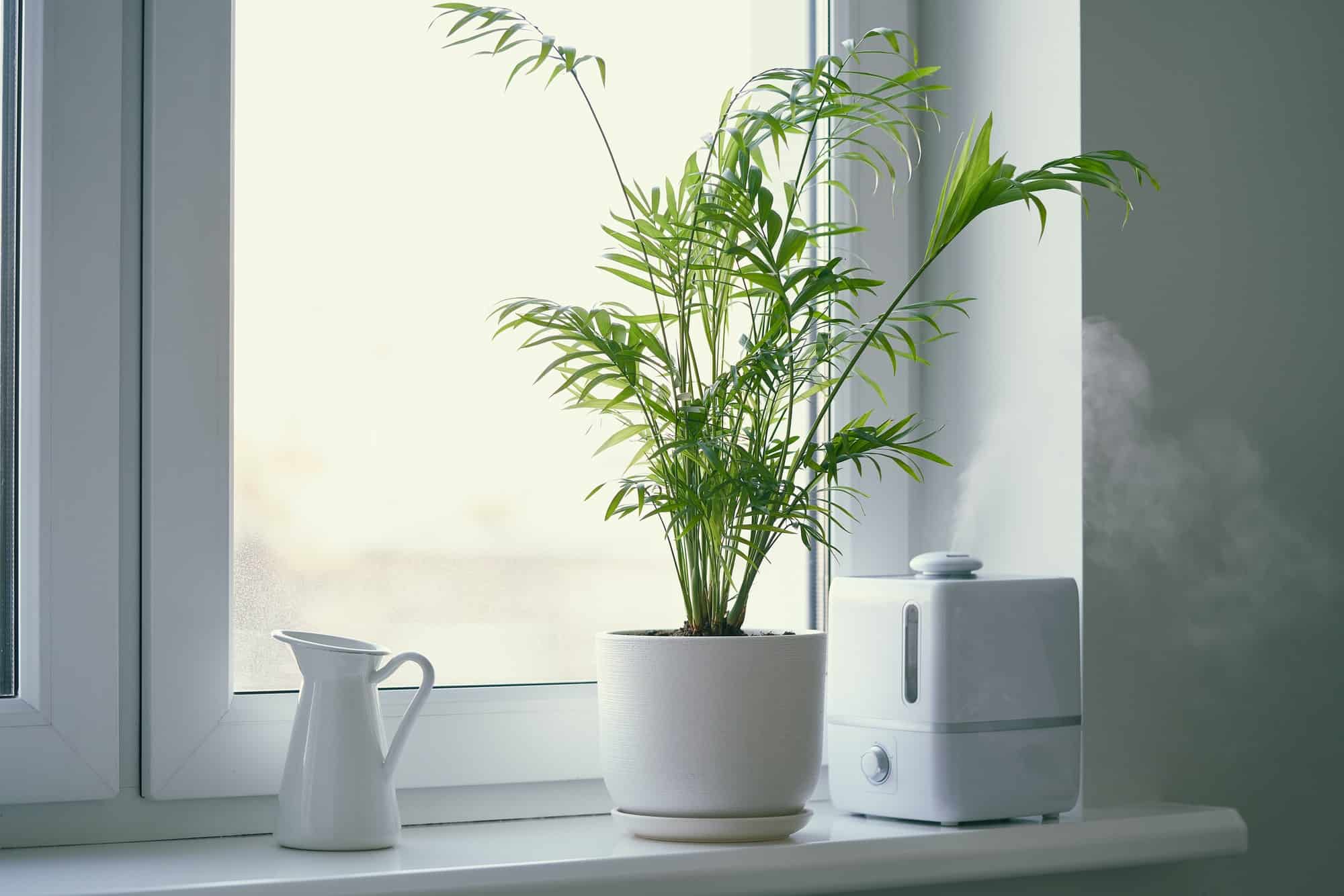 The Best Humidifiers For Grow Tent & Houseplants (2021) | UnAssaggio
