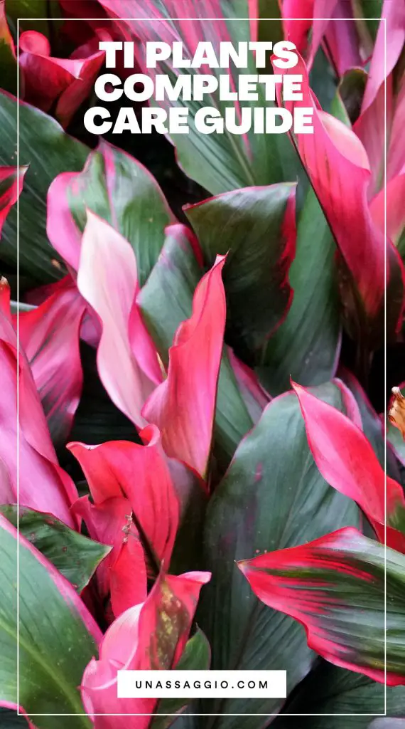 Hawaiian Ti Plants: The Complete Growth And Care Guide (2021) | UnAssaggio