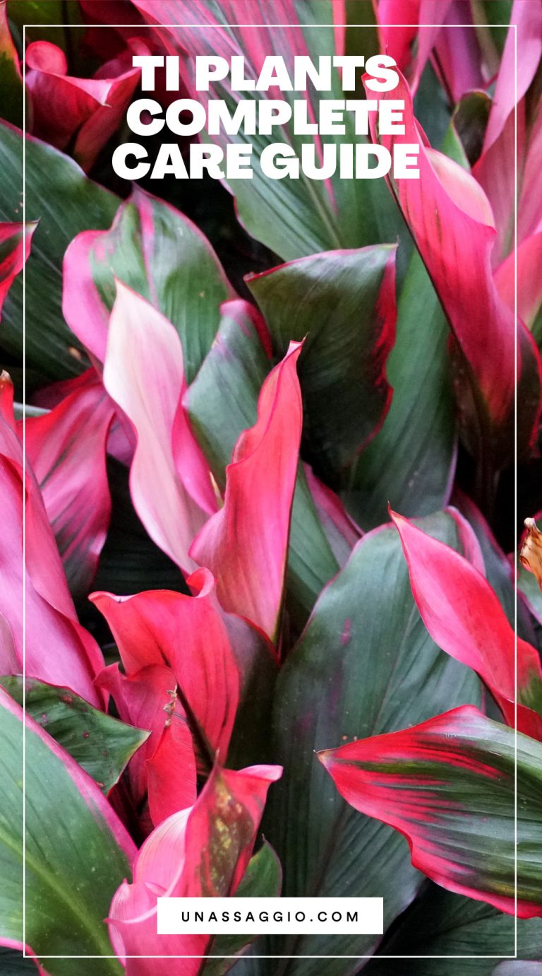 Hawaiian Ti Plants: The Complete Growth And Care Guide (2021) | UnAssaggio