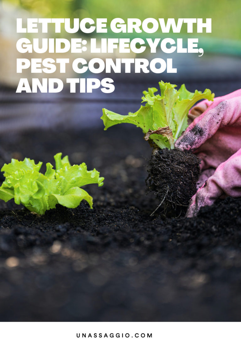 Lettuce Growth Guide: Lifecycle, Pest Control And Tips | UnAssaggio