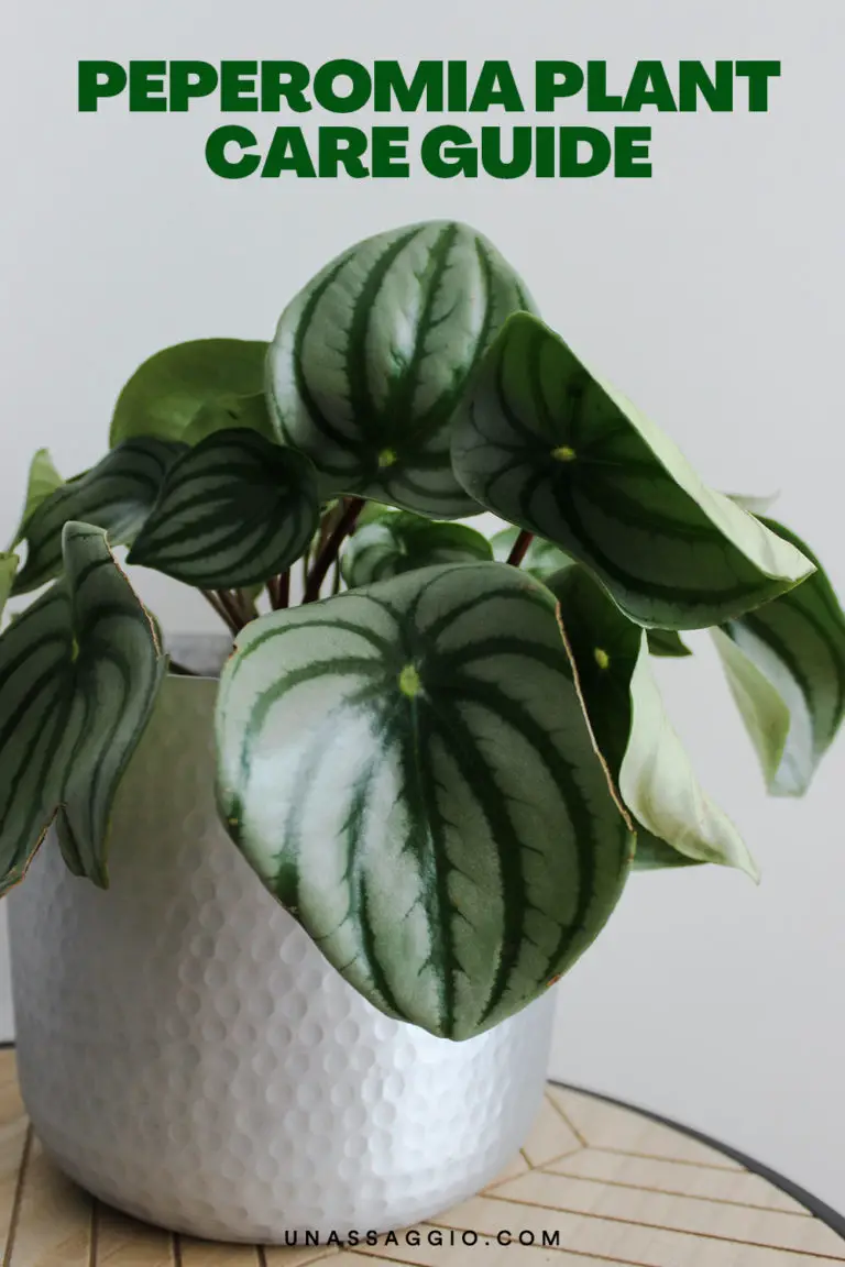 Peperomia Plant: The Complete Growth And Care Guide | UnAssaggio