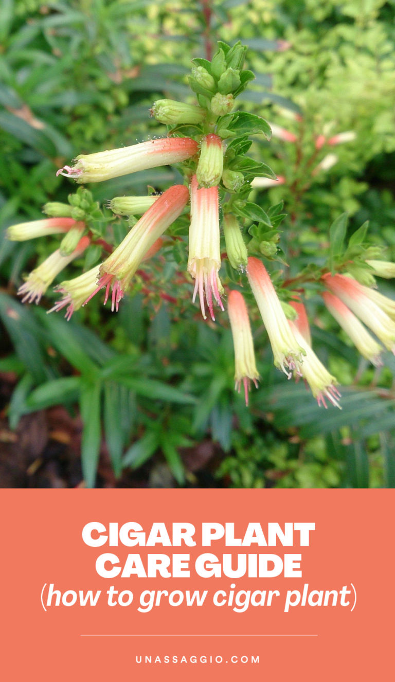 Cigar Plant Care: How to Grow Cigar Plants | UnAssaggio