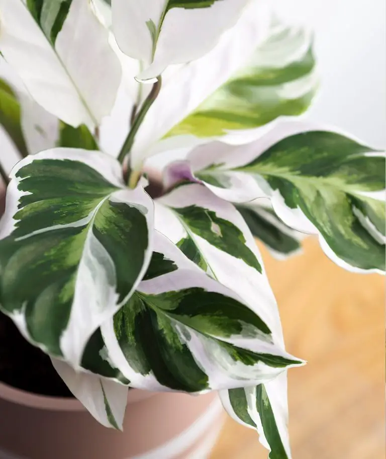 Calathea Varieties: 13 Types Of Calathea Plants For Your Home | UnAssaggio