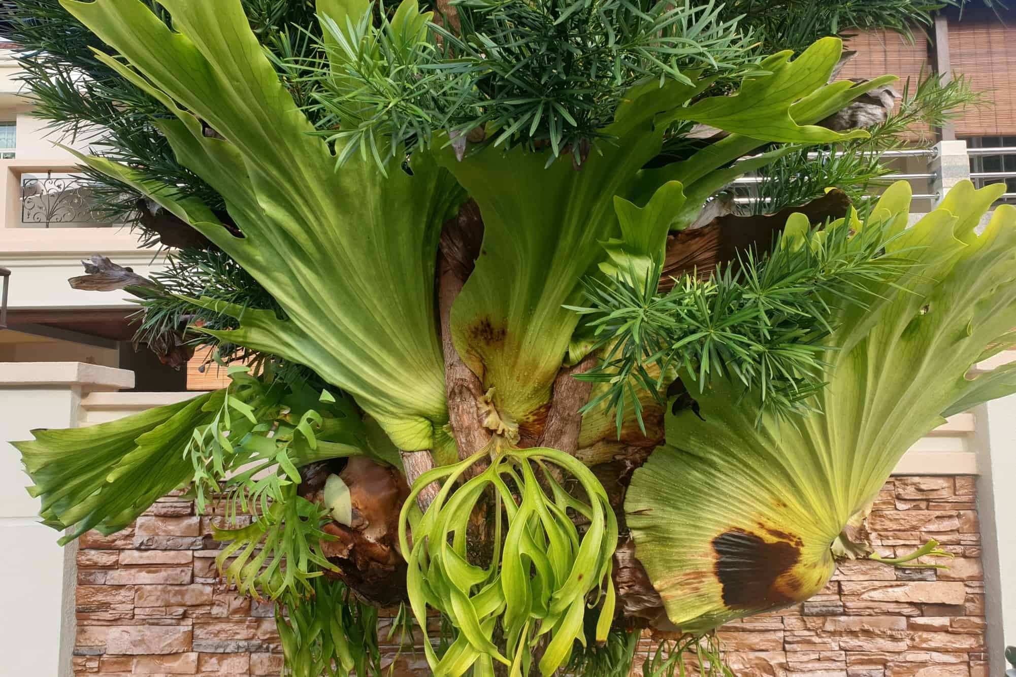 Staghorn Fern Plant Varieties, Growth And Care Guide | UnAssaggio